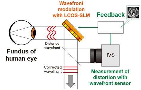 Adaptive Optics Technology And High Resolution Retina Imagingoptical