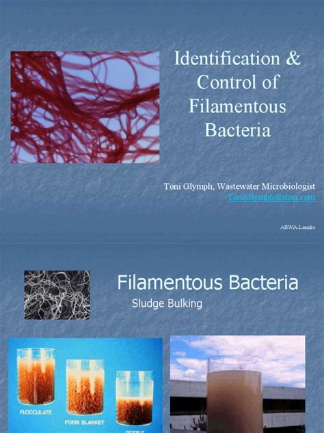 Identification And Control Of Filamentous Bacteria Pdf Bacteria Staining