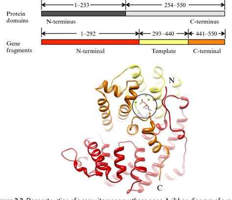 figure 2 1 from synthesis by structure based combinatorial protein