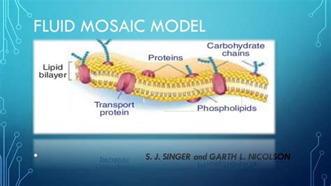 Fluid Mosaic Model A Schematic Presentation Of The Modified Fluid