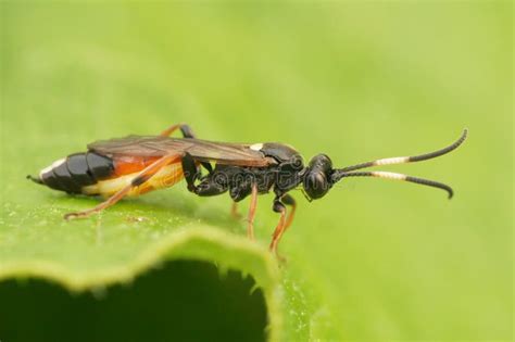 Closeup On A Colorful Ichneumonid Wasp Ichneumon Bucculentus Sitting On A Green Leaf Stock