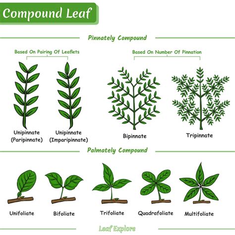 Premium Vector Compound Leaf Or Type Of Compound Leaf