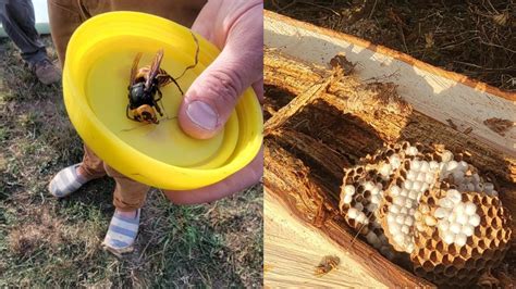 Japanese Wasp Nest