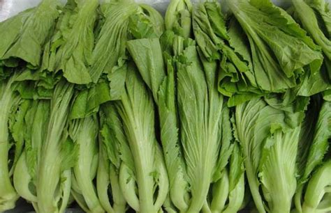 大头菜是什么菜 各种大头菜的图片 新鲜大头菜图片 第12页 大山谷图库