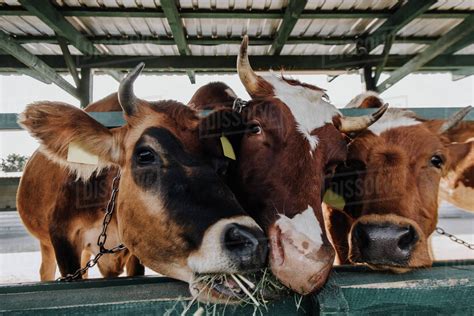 Close Up View Of Domestic Beautiful Cows Eating Hay In Stall At Farm