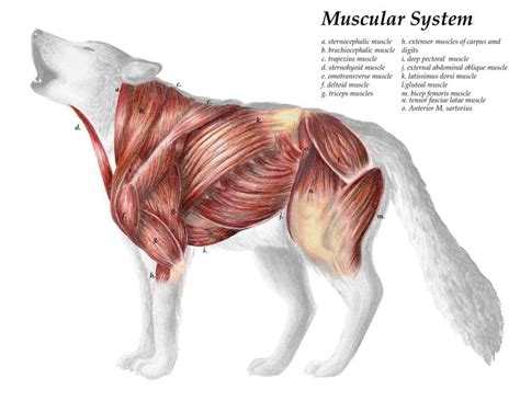 How Do Animal Muscles Move At Carolyn Dixon Blog