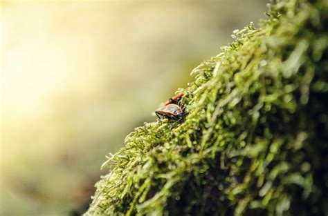 Adobe Lightroom Adobe Photoshop Bugs Day Grass Green Macro Park