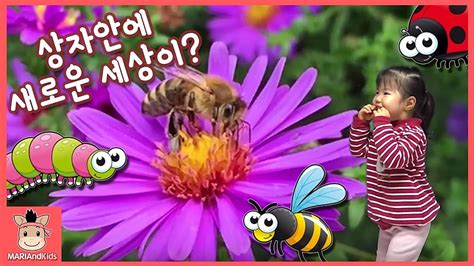 상자 안에 새로운 세상이 곤충탐험 떠난 꾸러기 유니 마법말이야와아이들 네이버 Tv