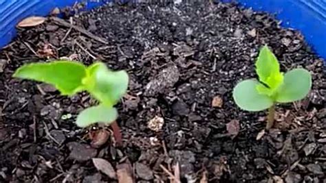 How To Grow An Apple Tree From Seed Apple Tree Propagation From Seeds