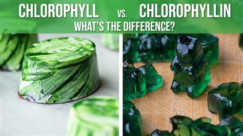 Chlorophyll And Chlorophyllin Whats The Difference Learn Givaudan Noramon Panichwongse