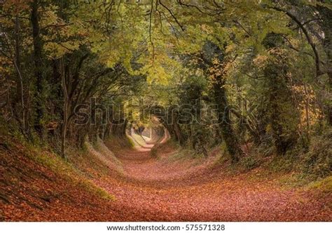 Tree Tunnel Path Stock Photo 575571328 Shutterstock