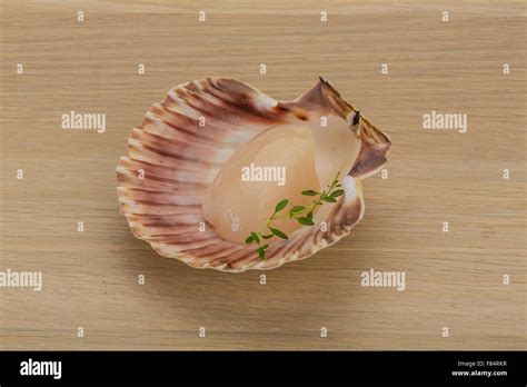 Raw Scallops In The Shell Stock Photo Alamy