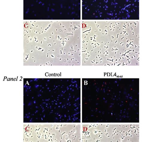 Fluorescence Microscopy By Dapi Pi Dual Staining On E Coli Cells Download Scientific Diagram