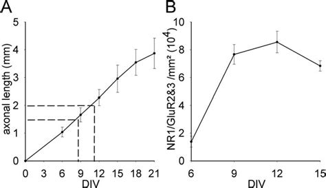 Comparison Between Axonal Outgrowth And Synaptic Activation Time A