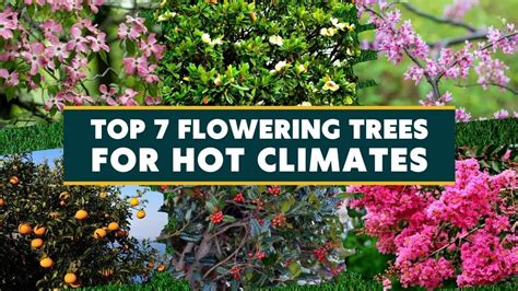Best Trees For Hot Climates At Layla Dickens Blog