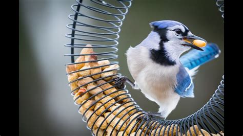 🦜birdsong Relaxing Nature Sounds Birds Chirping Youtube