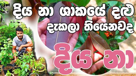 දිය නා ගහේ දළු වල ලස්සන බලන්න ආවේණික දියනා Diya Naa Youtube