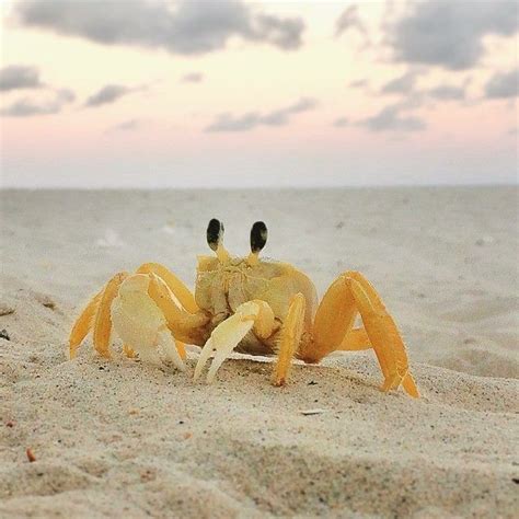 Ghost Crabs And Their Ghostly Traces Artofit