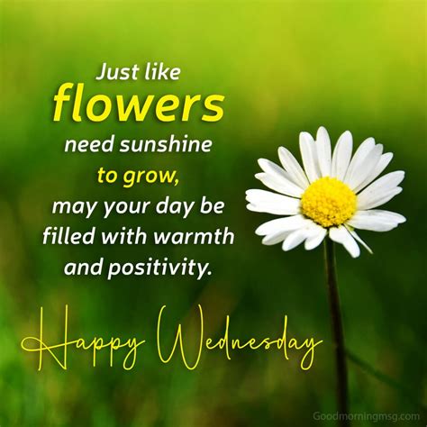 Beautiful Wednesday Flower Images Morning Greetings And Quotes