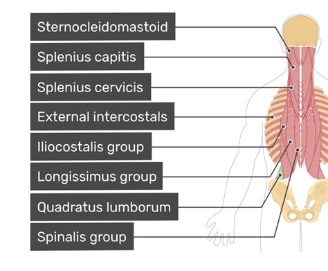 Quadratus Lumborum Muscle Quadratus Lumborum