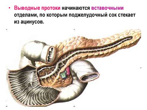 Анатомия и физиология больших пищеварительных желёз поджелудочная железа большие слюнные