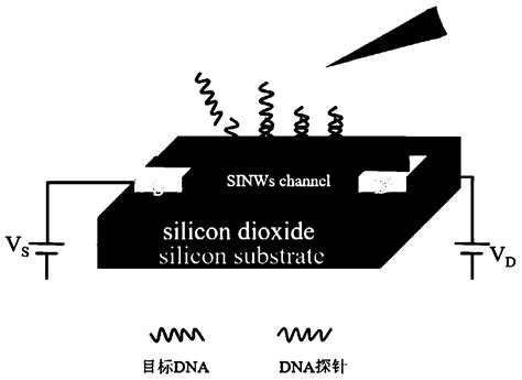Dna Biosensor As Well As Preparation Method And Application Thereof