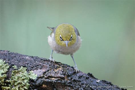 Thirteen Species Lirralirra