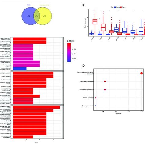 Identification Of Intersecting Genes And Functional Enrichment Analysis