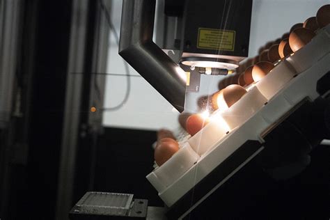 German Joint Venture Develops Hatching Egg Sexing Method Canadian Poultry Magazine