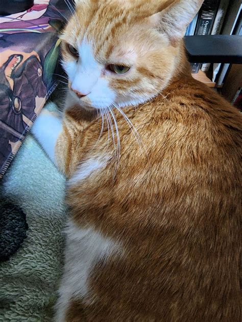 애옹 자유 에펨코리아