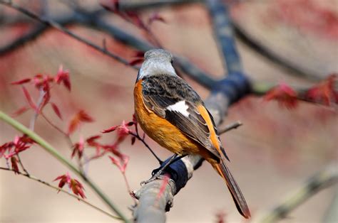 ジョウビタキ 花鳥撮三昧