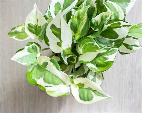 Plants With Variegated Leaves