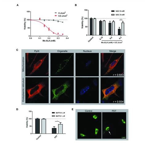 Modulation Of Ifn 1 Pathway By Photodynamic Therapy B16 Ova Cells Download Scientific