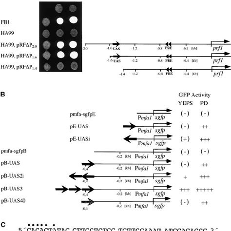 Identification Of A Uas Download Scientific Diagram