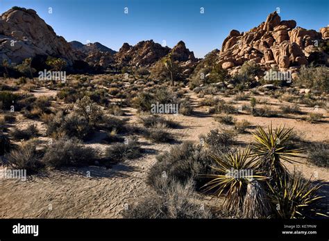 Joshua Tree National Park California United States Of America Stock