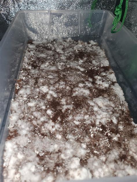 2 Types Of Mycelium Due To 2 Types Of Tub Or Cobweb On The Right Tub R Unclebens