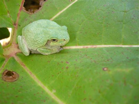 Green Frog Camouflage Free Photo On Pixabay Pixabay
