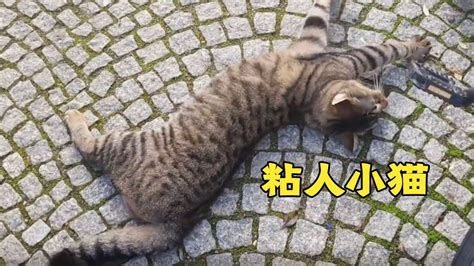 出门散步遇上粘人小猫，但他只有三条腿，右后腿截肢了【关贤惠的动物园】 Youtube