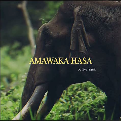 🌸 Liversack Youtube