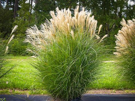 Maiden Grass For Sale Online The Tree Center™