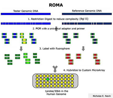 Representation Oligonucleotide Microarray Analysis Alchetron The