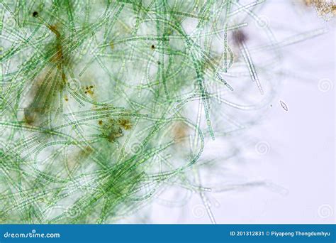 Filamentous Of Cyanobacteria Oscillatoria Under Microscopic View For