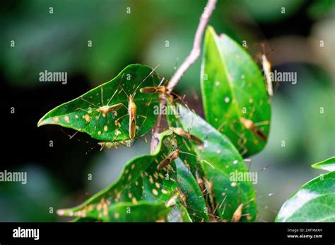 Leptocorisa Oratorius Walang Sangit Leptocorisa Bengalensis Leptocorisa Maculiventris