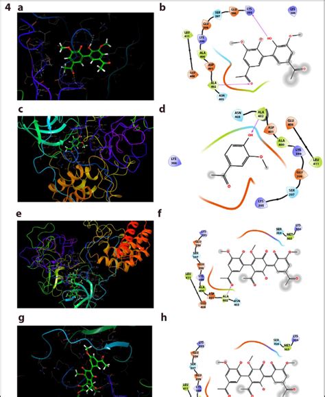 A Docking Of Monomer With Isf2 Of P67phox Monomer Of Apocynin Docks