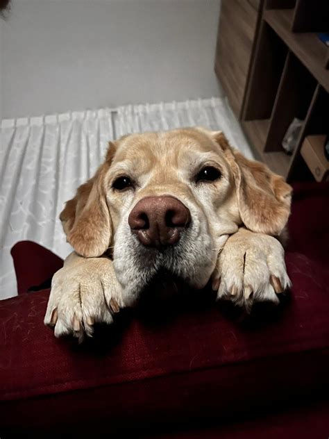 What Dog Are You Using Convolutional Neural Networks And Transfer Learning To Predict Dog