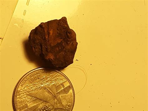 Gastropod Fossil Id The Fossil Forum