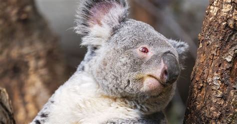 Koala Wallpaper Windows 7