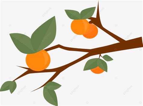 감나무 감 과일 나무 Png 일러스트 및 벡터 에 대한 무료 다운로드 Pngtree