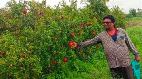 Success Story । यूट्यूबवर मिळाली प्रेरणा आणि वयोवृद्ध शेतकऱ्यानं केली ड्रॅगन फ्रूटची यशस्वी शेती