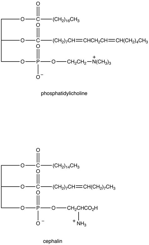 Phosphoglyceride Chemistry Libretexts